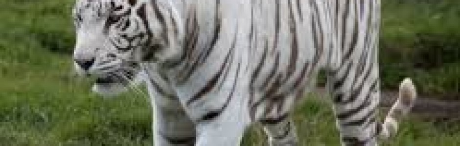 Blowing The White Tiger Myth Out Of The Water - Mystic Jungle ...
