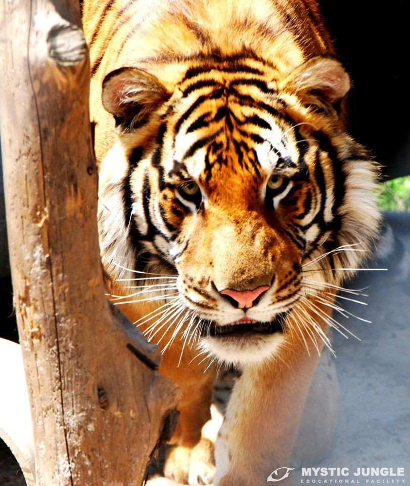 Solomon - Bengal Tiger - Mystic Jungle Educational Facility
